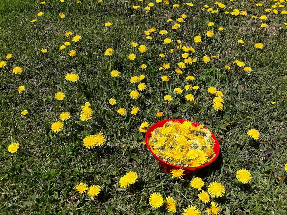 The Bee Shack – Bees and Bluegrass in Mantua, Ohio